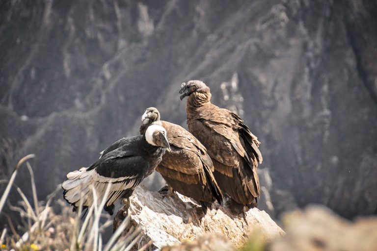 Colca Canyon Peru Trekking Guide | Two Wandering Soles
