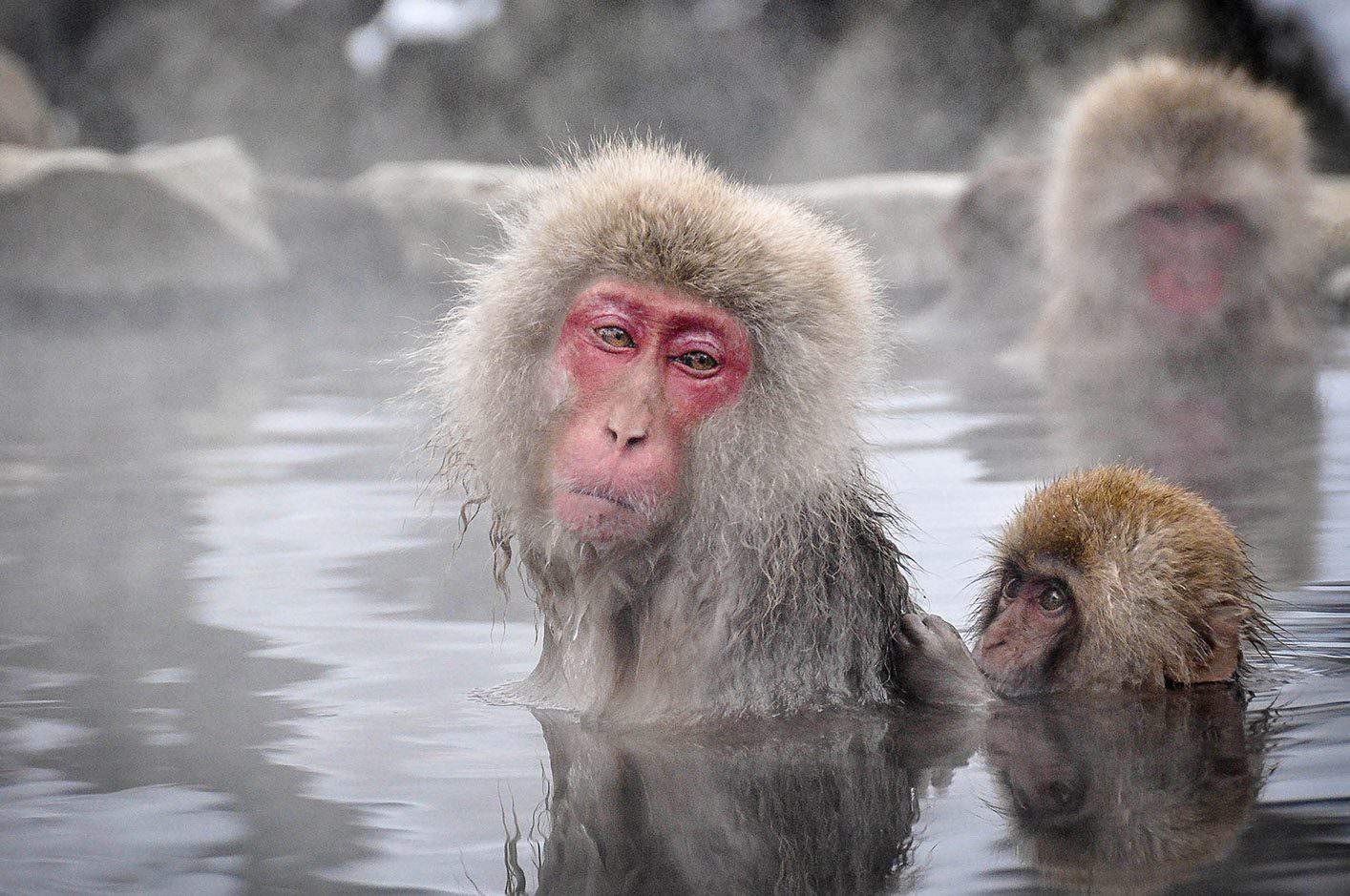 How to see Snow Monkeys in Japan | Two Wandering Soles