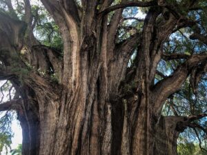 25 Best Things to Do in Oaxaca, Mexico | Two Wandering Soles