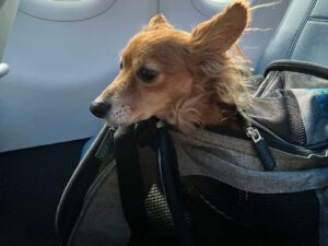 Flying with a Dog: Ultimate Guide | Two Wandering Soles