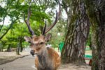 Nara Deer Park: Fun Facts & Tips for Visiting Japan’s Bowing Deer