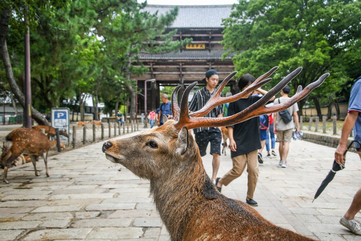Nara Deer Park: Fun Facts & Tips for Visiting Japan’s Bowing Deer