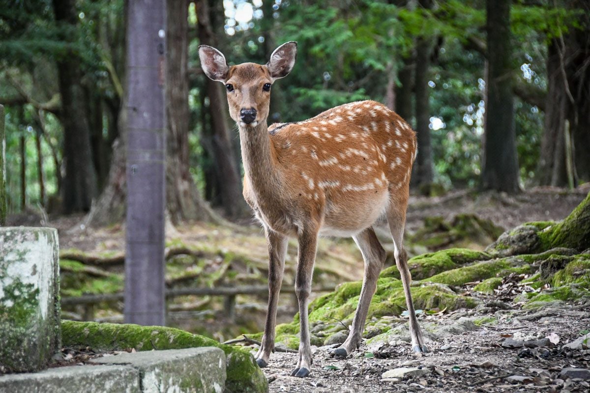 Nara Deer Park: Fun Facts & Tips for Visiting Japan’s Bowing Deer