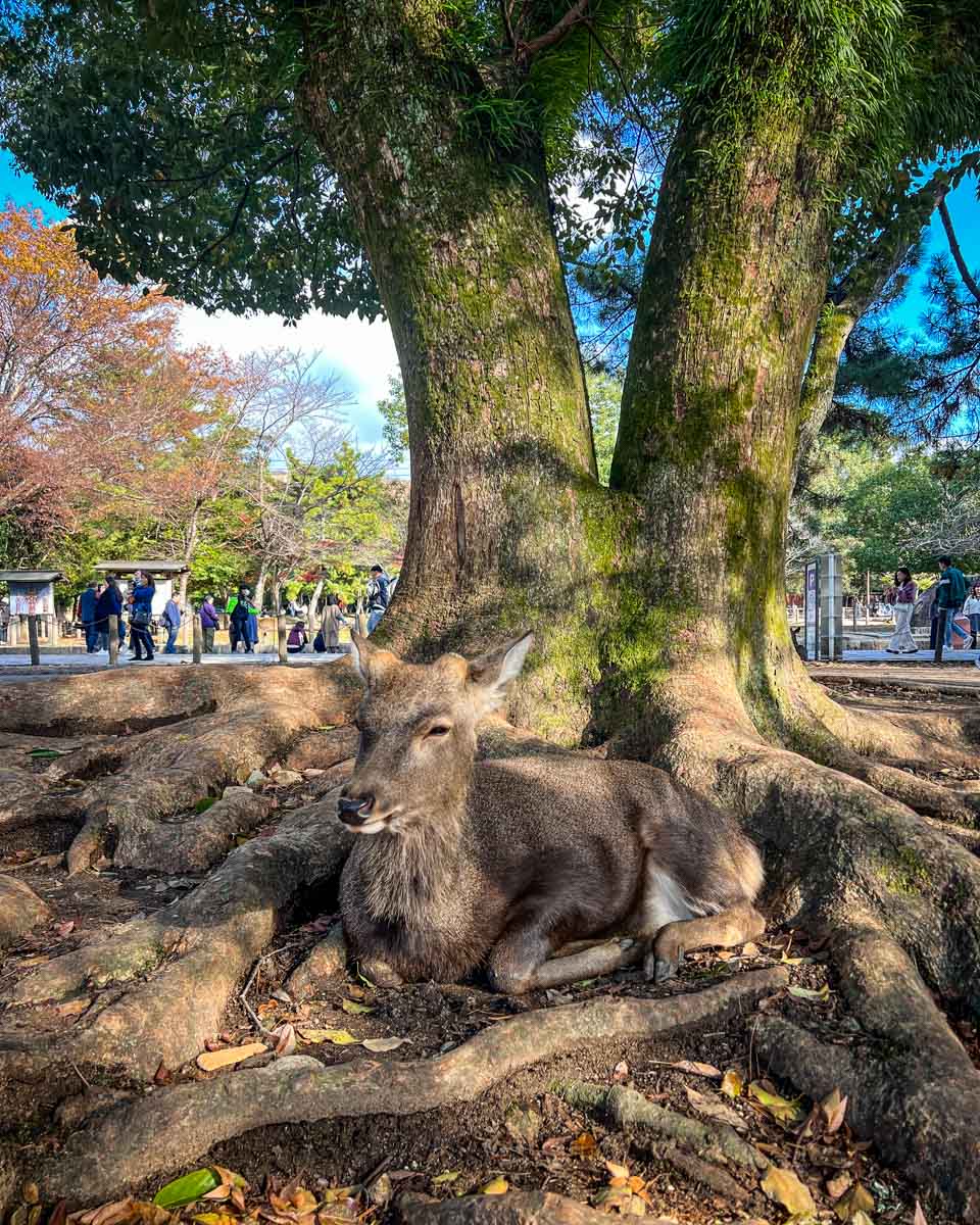 Nara Deer Park: Fun Facts & Tips for Visiting Japan’s Bowing Deer