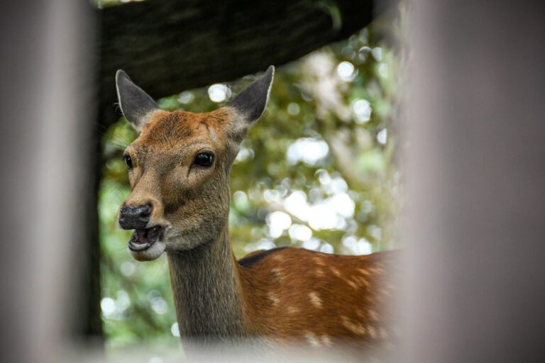 Nara Deer Park: Fun Facts & Tips for Visiting Japan’s Bowing Deer