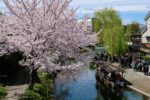 Spring in Japan: When & Where to See Cherry Blossoms (2024) | Two ...