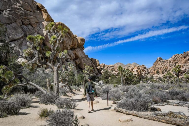 Perfect Joshua Tree Day Trip: Tips & Hidden Gems | Two Wandering Soles