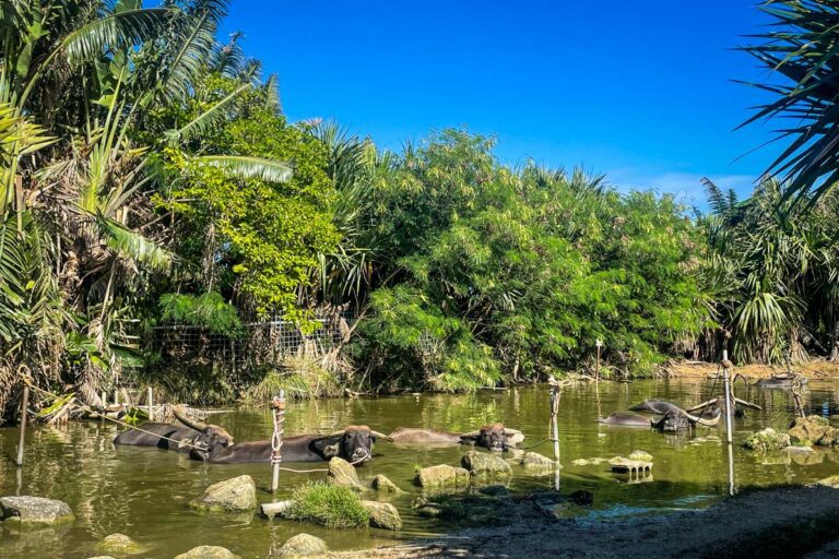 27 Unique Things to Do in Okinawa, Japan | Two Wandering Soles