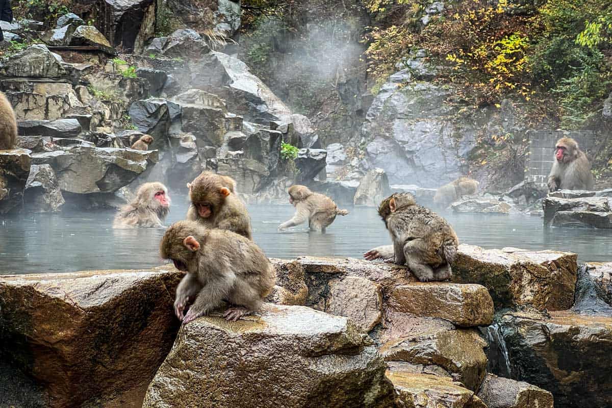 How to see Snow Monkeys in Japan | Two Wandering Soles