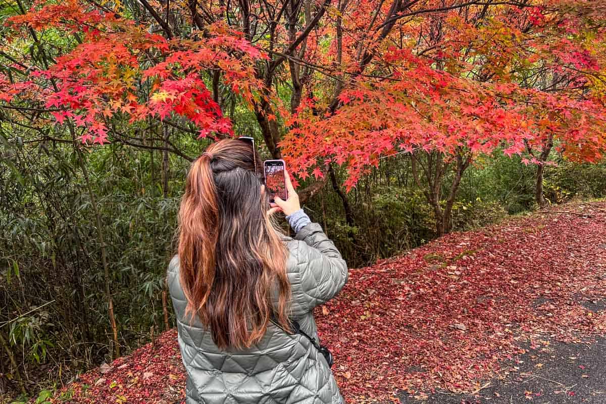 Autumn in Japan: Where & When to see Fall Foliage (2025)