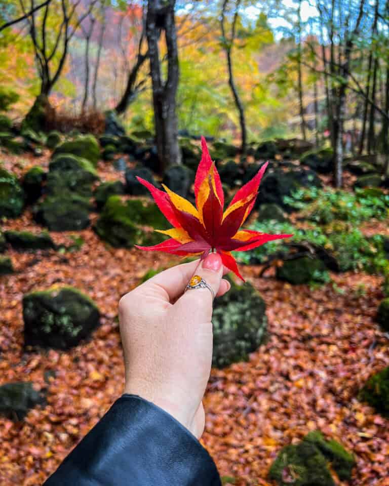 Autumn in Japan: Where & When to See Fall Foliage (2026)