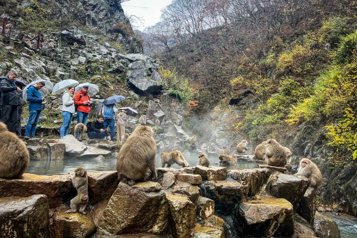 How to see Snow Monkeys in Japan | Two Wandering Soles