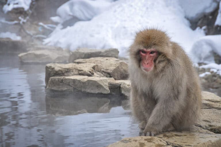 How to see Snow Monkeys in Japan | Two Wandering Soles