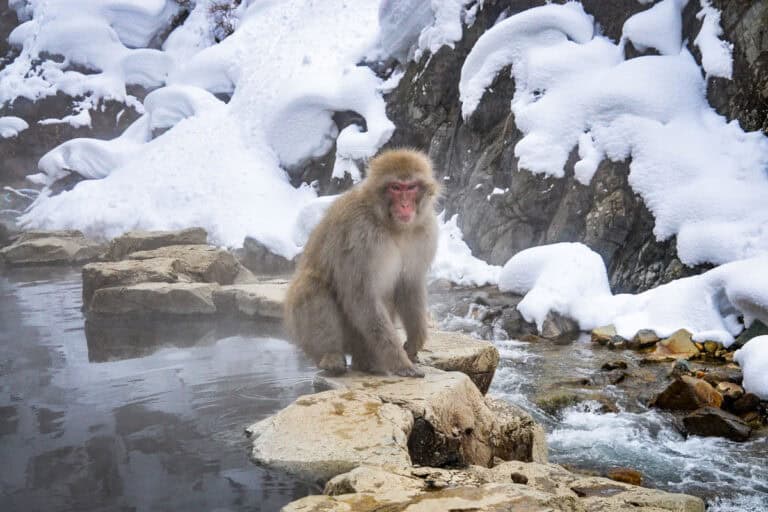 How to see Snow Monkeys in Japan | Two Wandering Soles