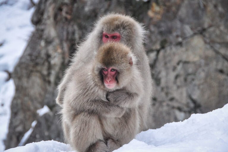 How to see Snow Monkeys in Japan | Two Wandering Soles