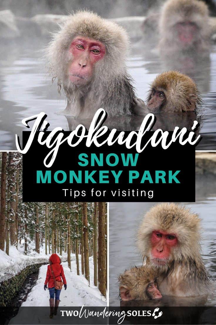 How to see Snow Monkeys in Japan | Two Wandering Soles